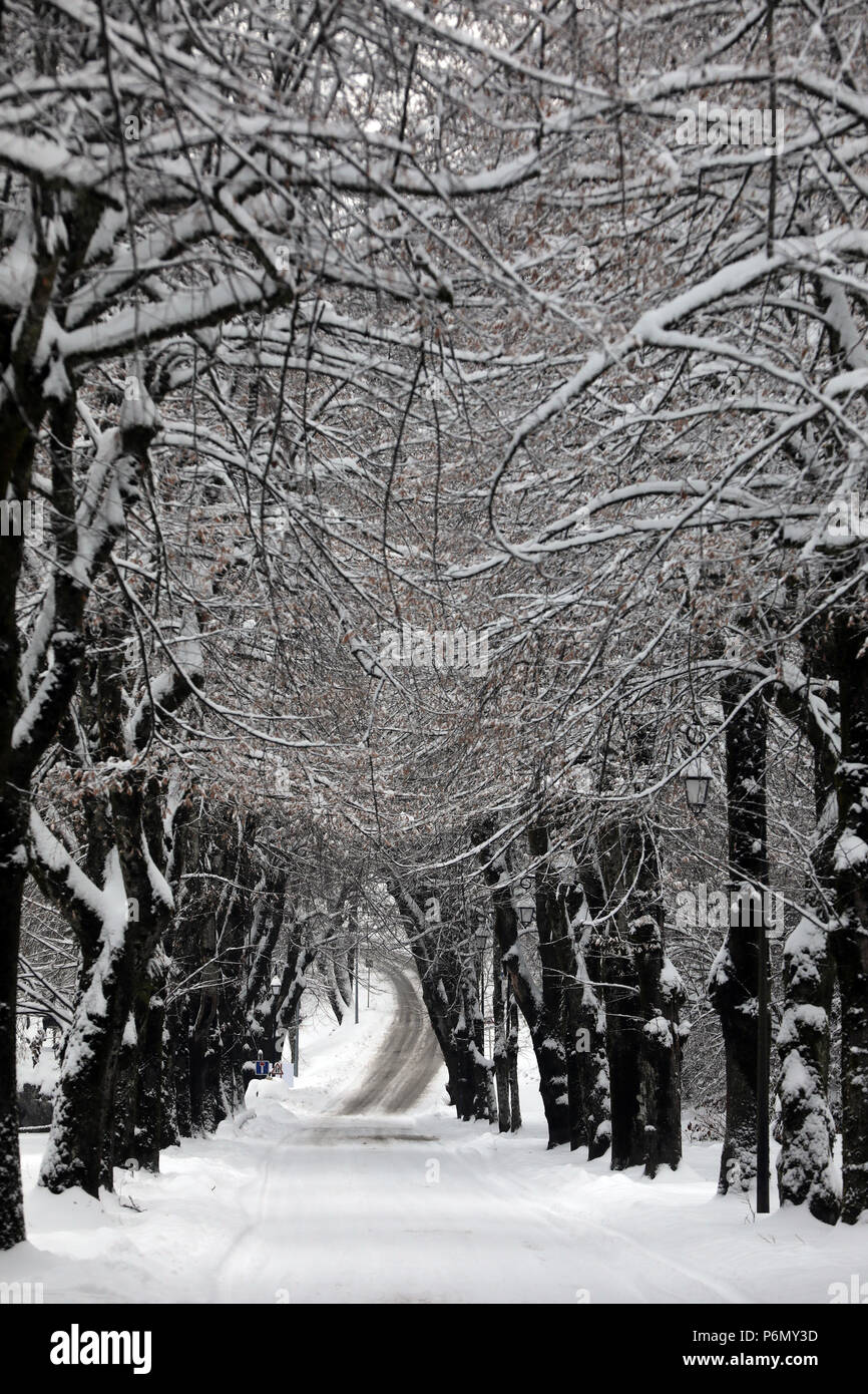 Le Fayet Parc Thermal. Trees under snow. France Stock Photo - Alamy