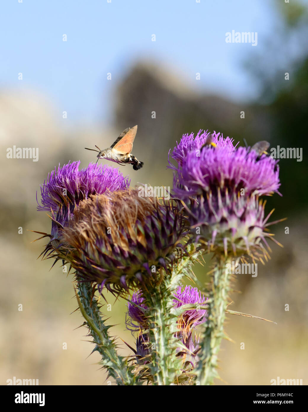 Hummingbird hawk moth feeding on flower, Macroglossum stellatarum ...