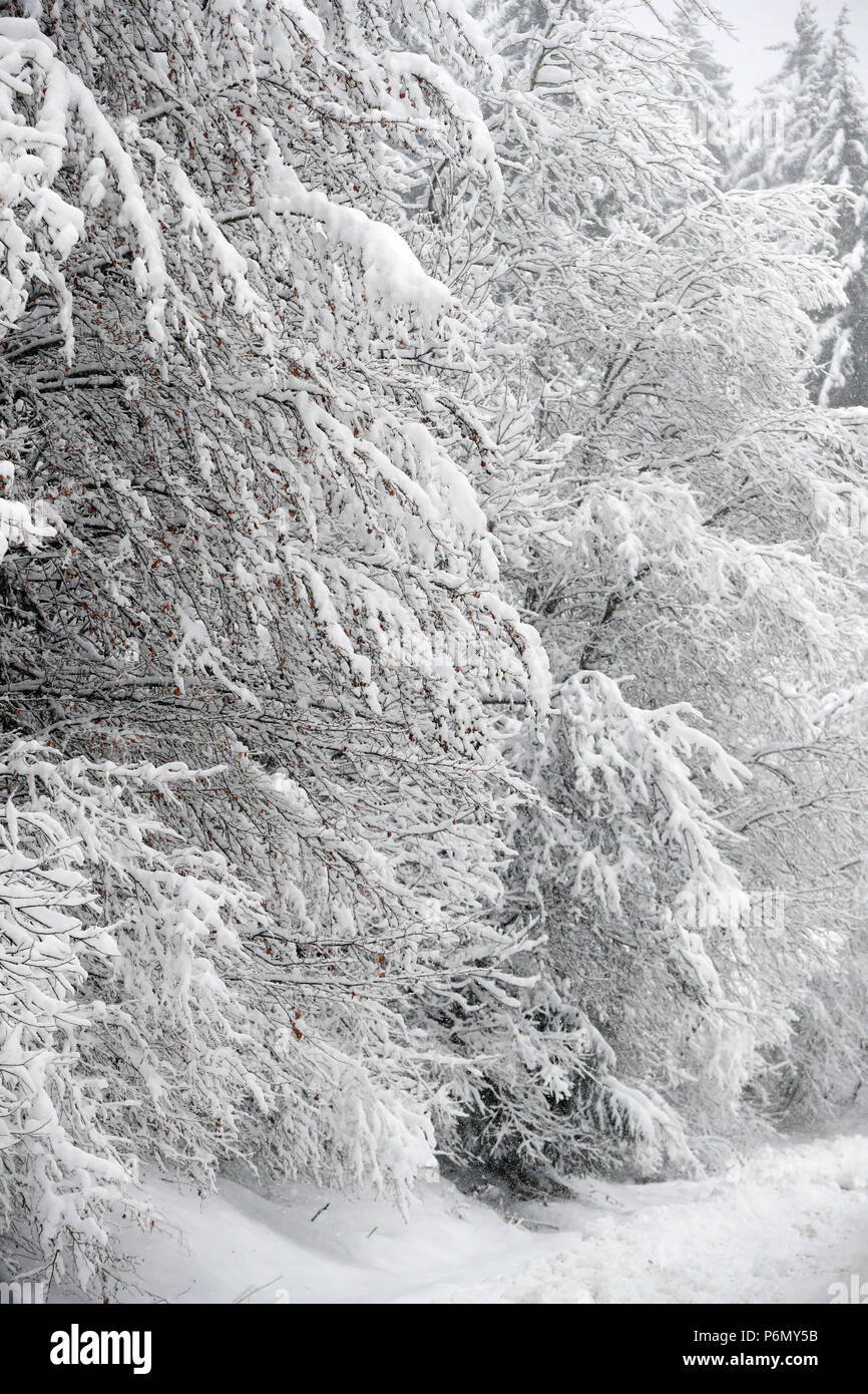 Trees mountain in french alps hi-res stock photography and images - Alamy