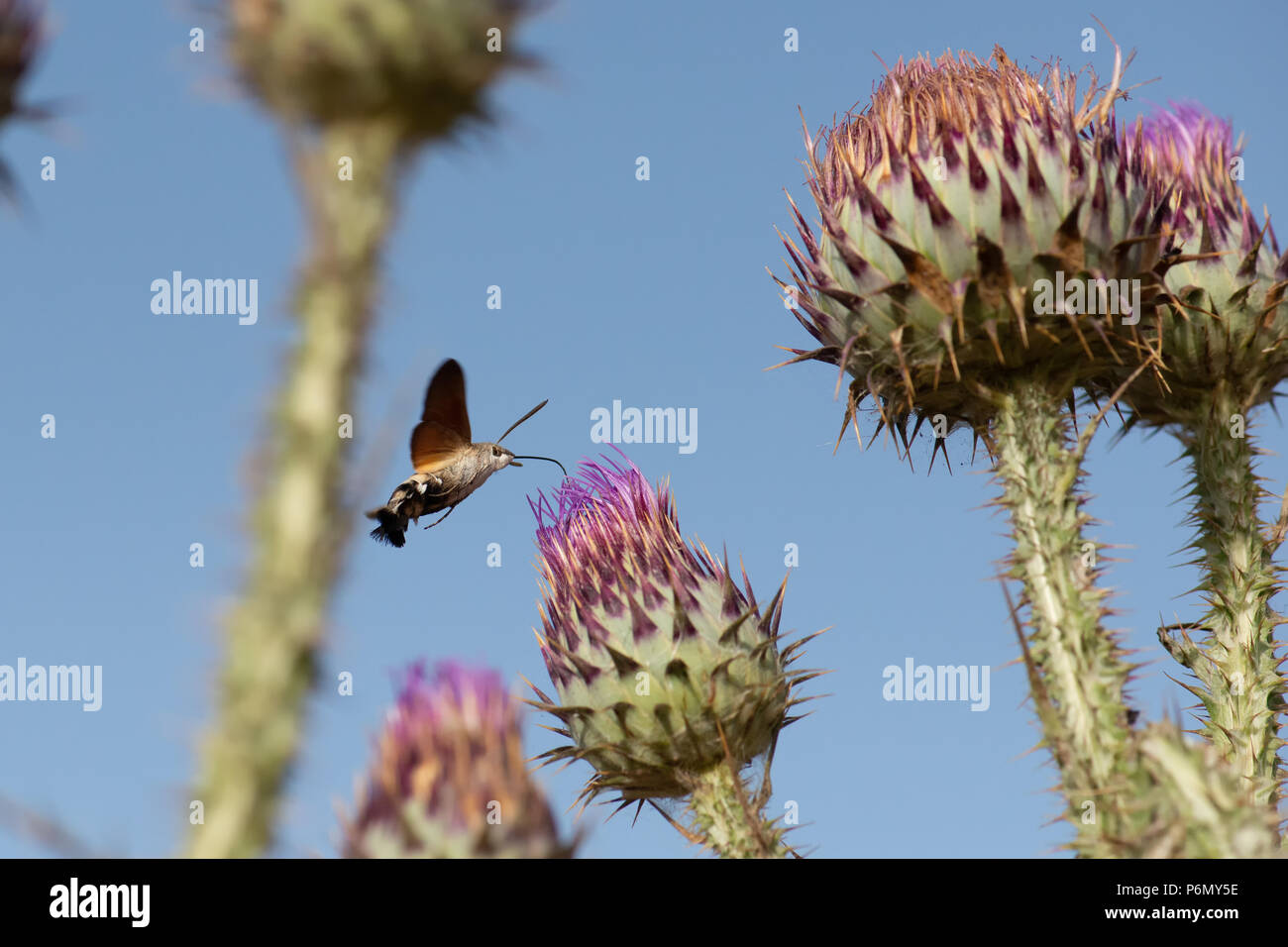 Mediterranean Hawk Moth High Resolution Stock Photography and Images ...