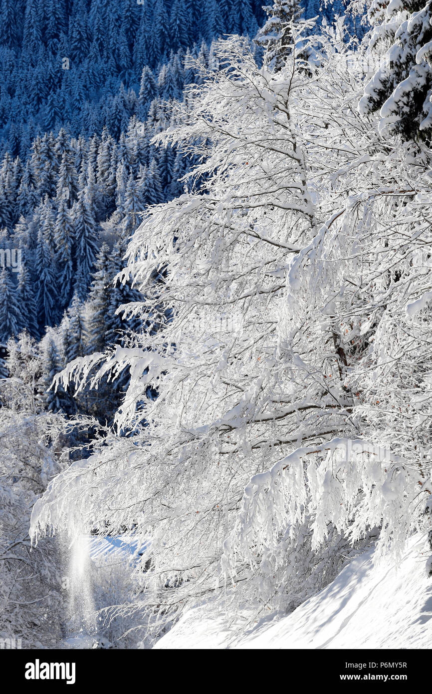 Frost french hi-res stock photography and images - Alamy