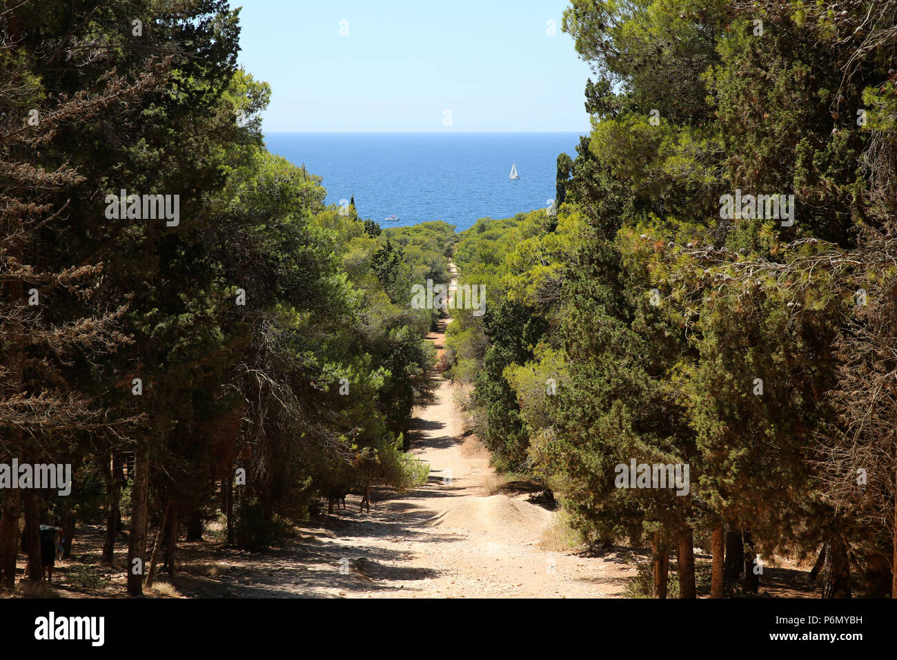 Littoral forest hi-res stock photography and images - Alamy
