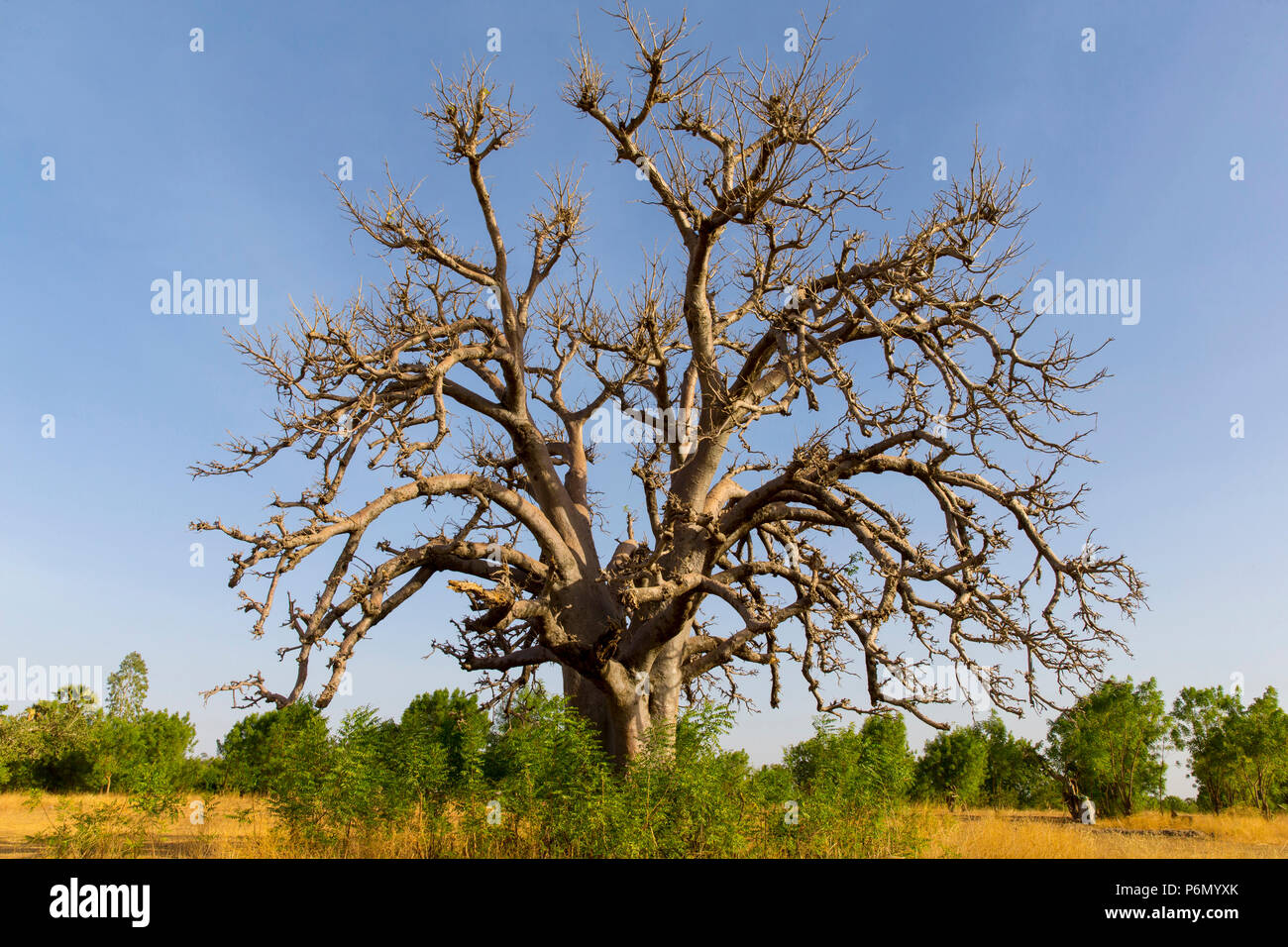 Baobab afrique hi-res stock photography and images - Alamy