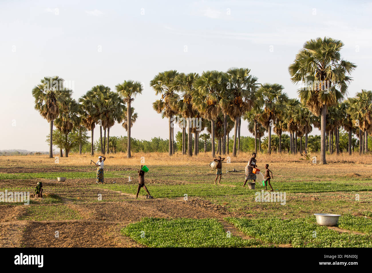 Women and children working in vegetable fields in Karsome, Togo Stock ...