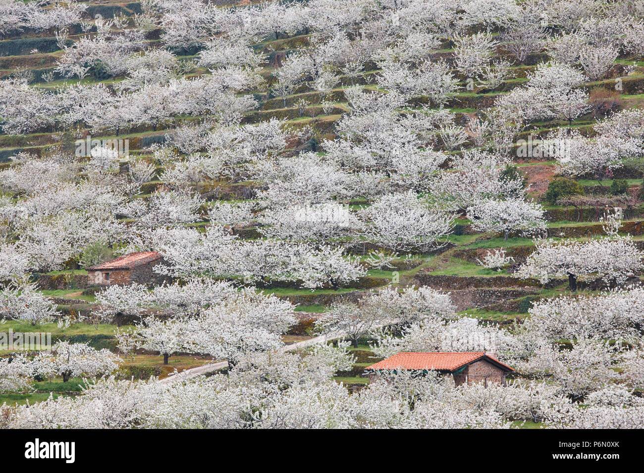 Cherry blossom in Jerte Valley, Caceres. Spring in Spain. Season Stock ...