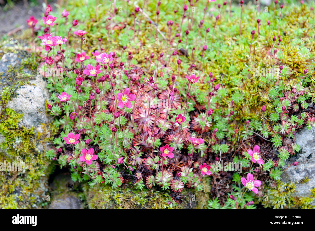 Moss saxifrage saxifraga bryoides hi-res stock photography and images ...