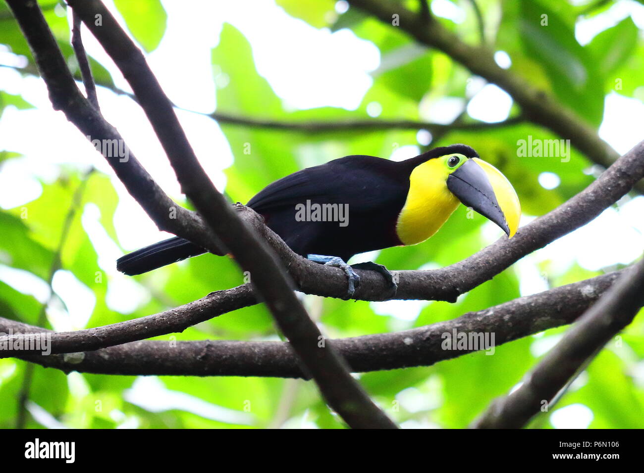 Colorful yellow toucan in tropical rainforests of Ecuador, South ...