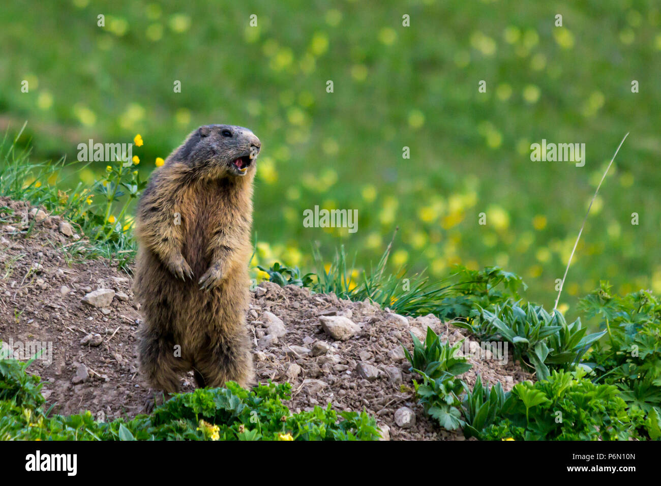 Mammal screaming shouting yelling hi-res stock photography and images ...