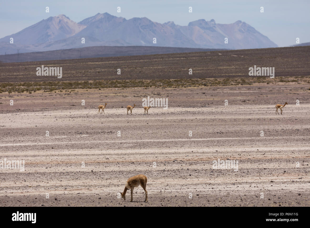 Vigogne hi-res stock photography and images - Alamy