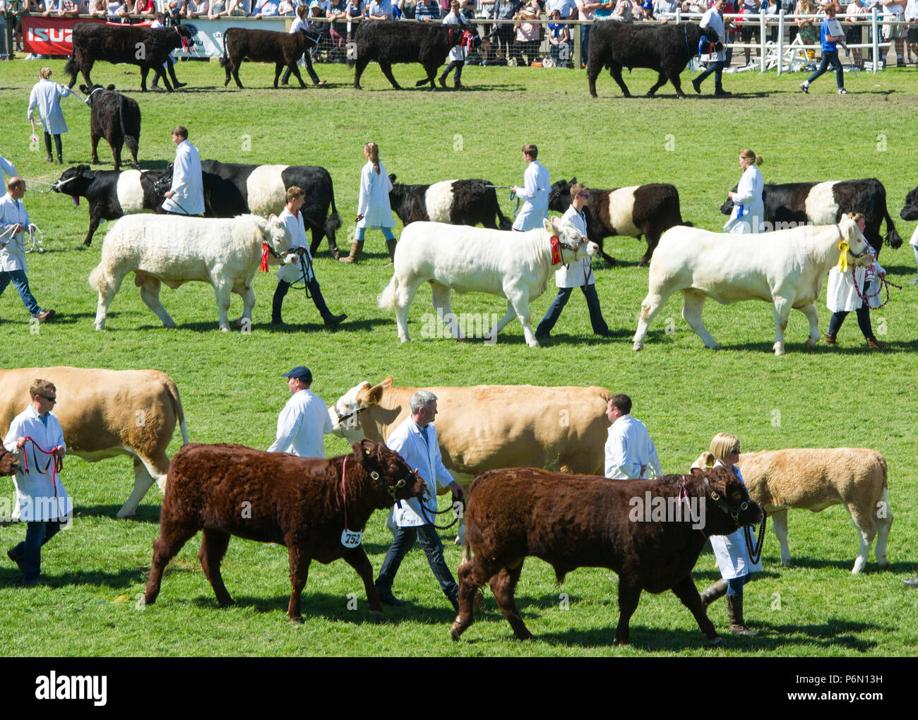 Cattle breeds hi-res stock photography and images - Alamy