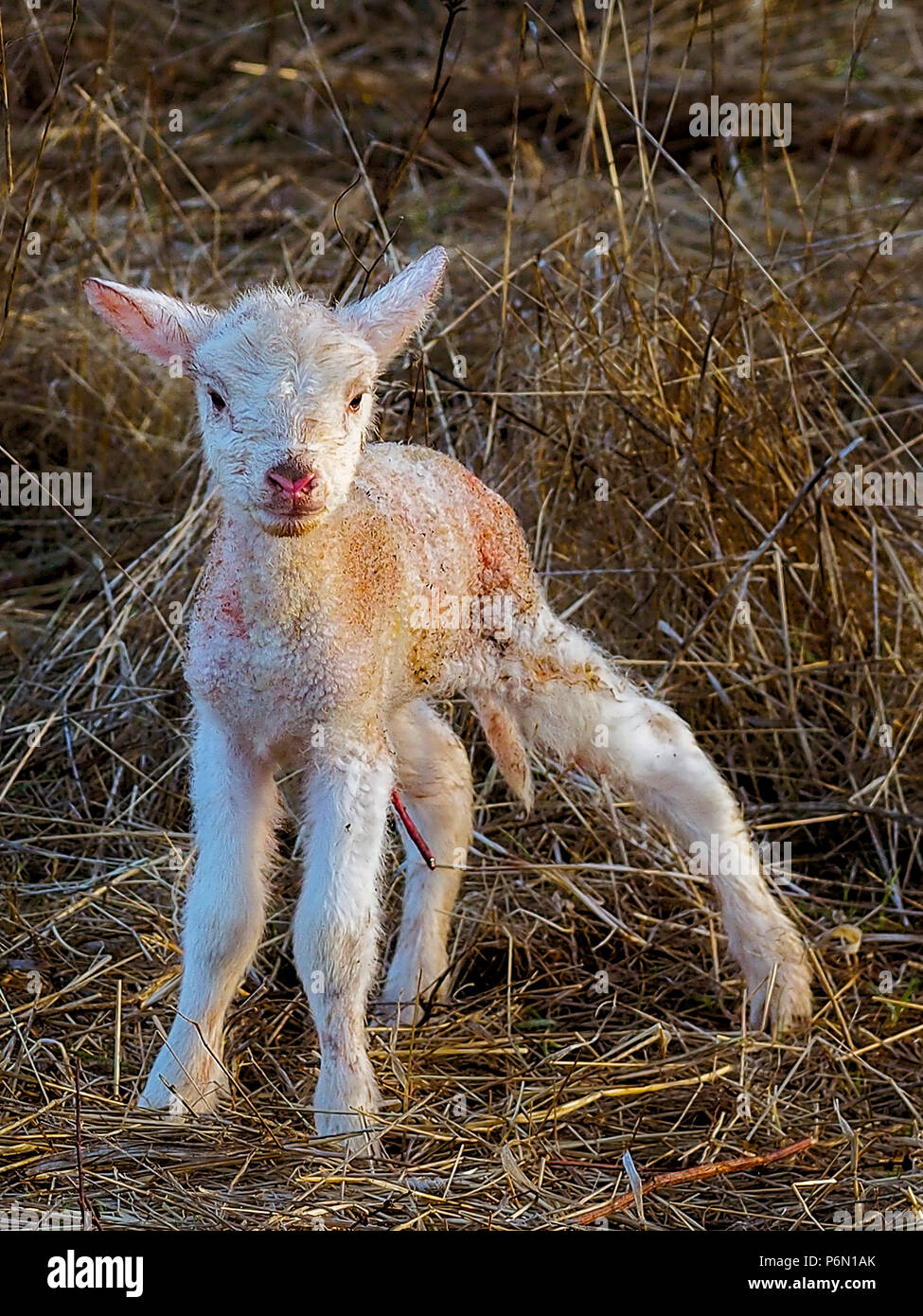 Newborn sheep hi-res stock photography and images - Alamy