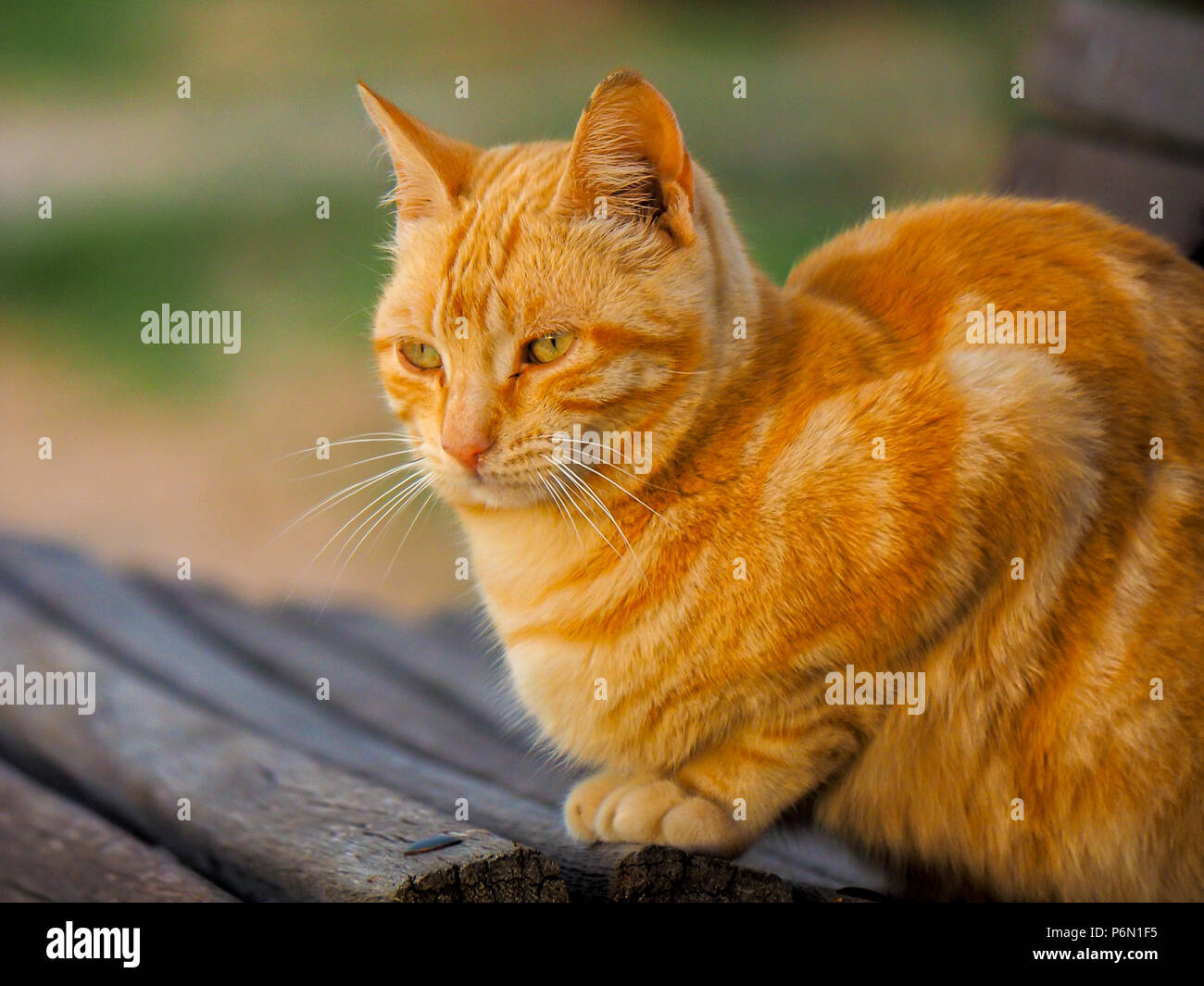 Orange cat on grass Stock Photo - Alamy