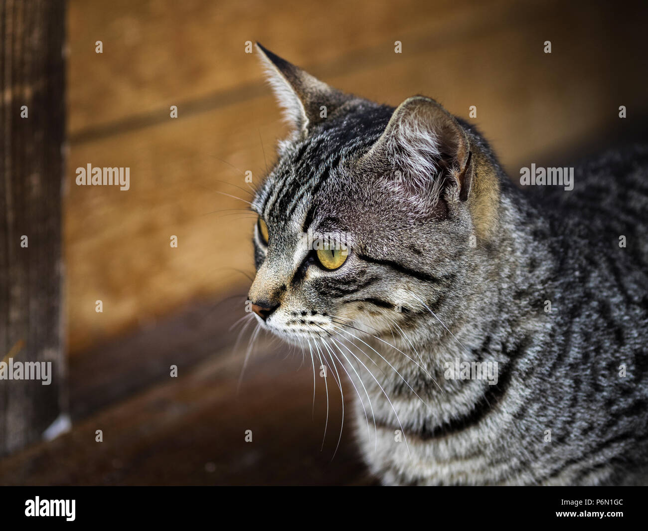 Grey cat with yellow eyes Stock Photo - Alamy
