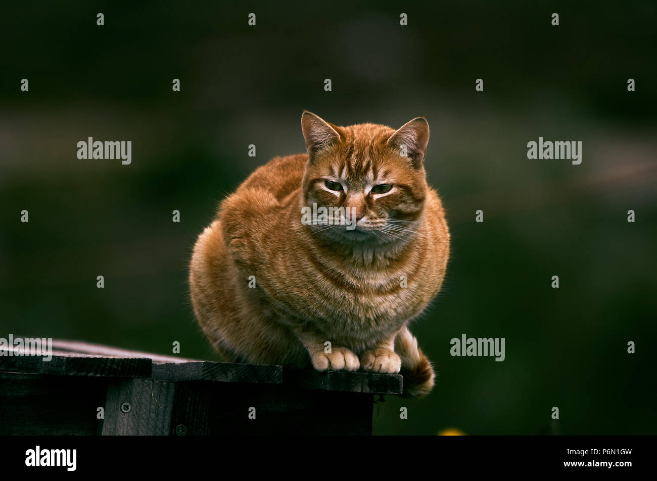 Orange cat on grass Stock Photo - Alamy