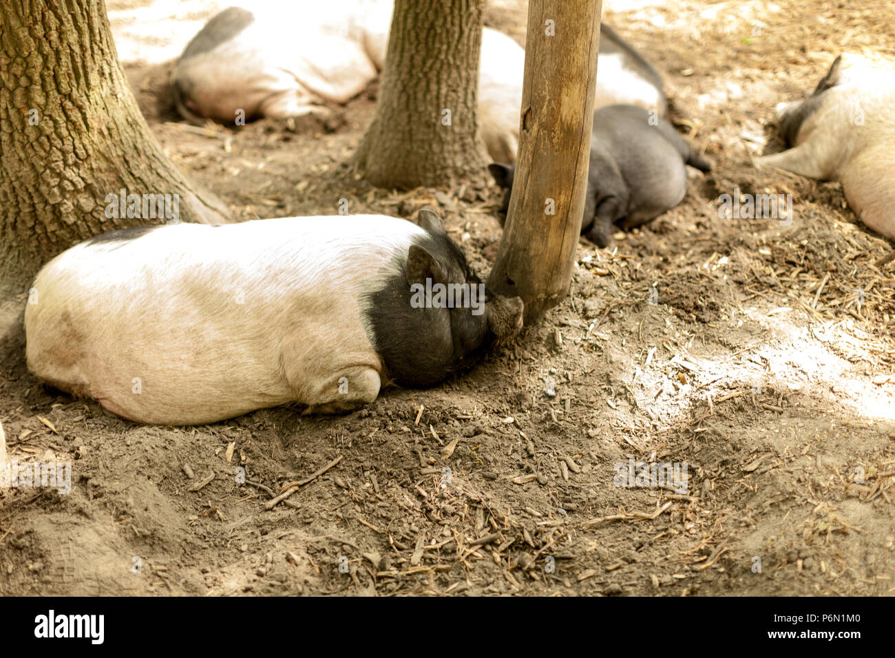 Pigs on the farm. Happy pigs on pig farm resting under sunlight Stock ...