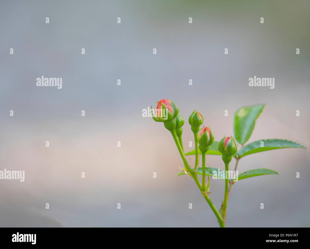 Budding rose hi-res stock photography and images - Alamy