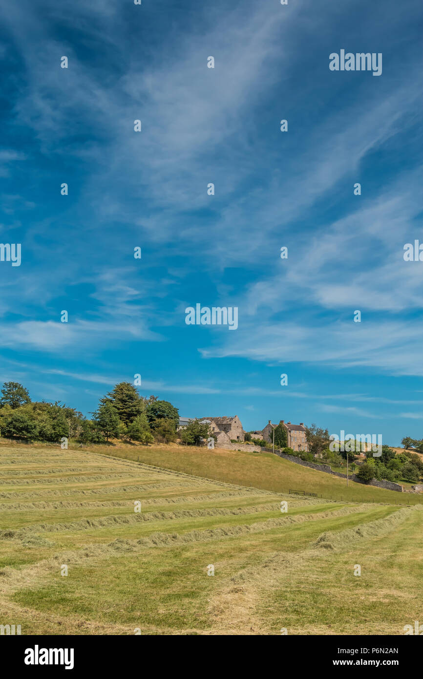 UK Farming, a field of freshly turned hay ready for baling at West ...