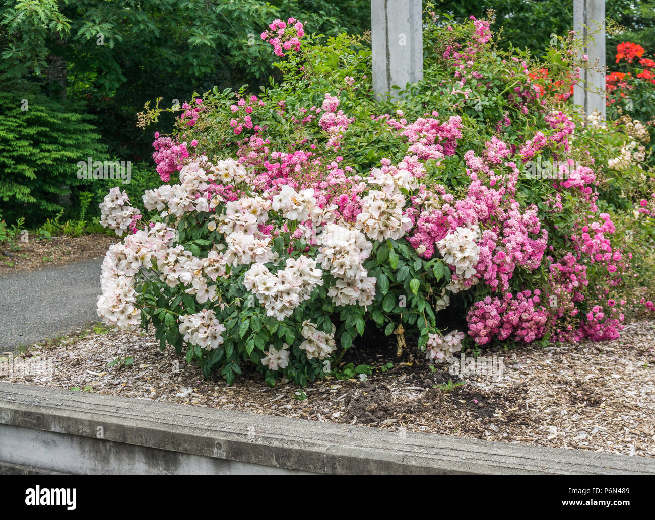 A variedty of Roses are on display in this garden in Seatac, Washington ...