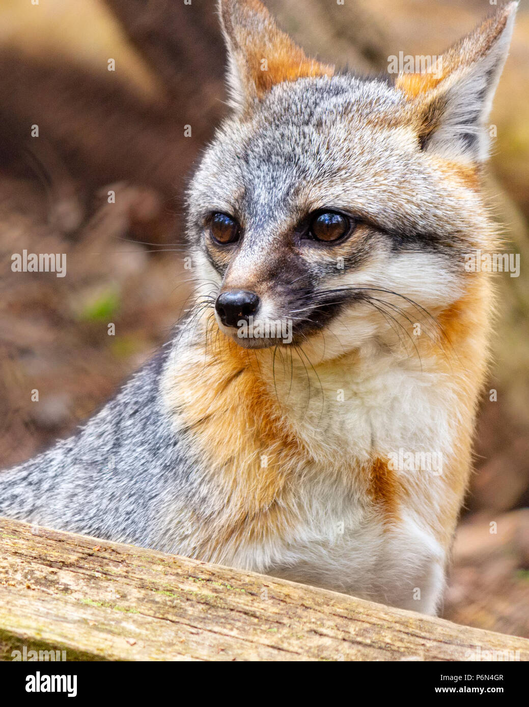 Scared fox hi-res stock photography and images - Alamy