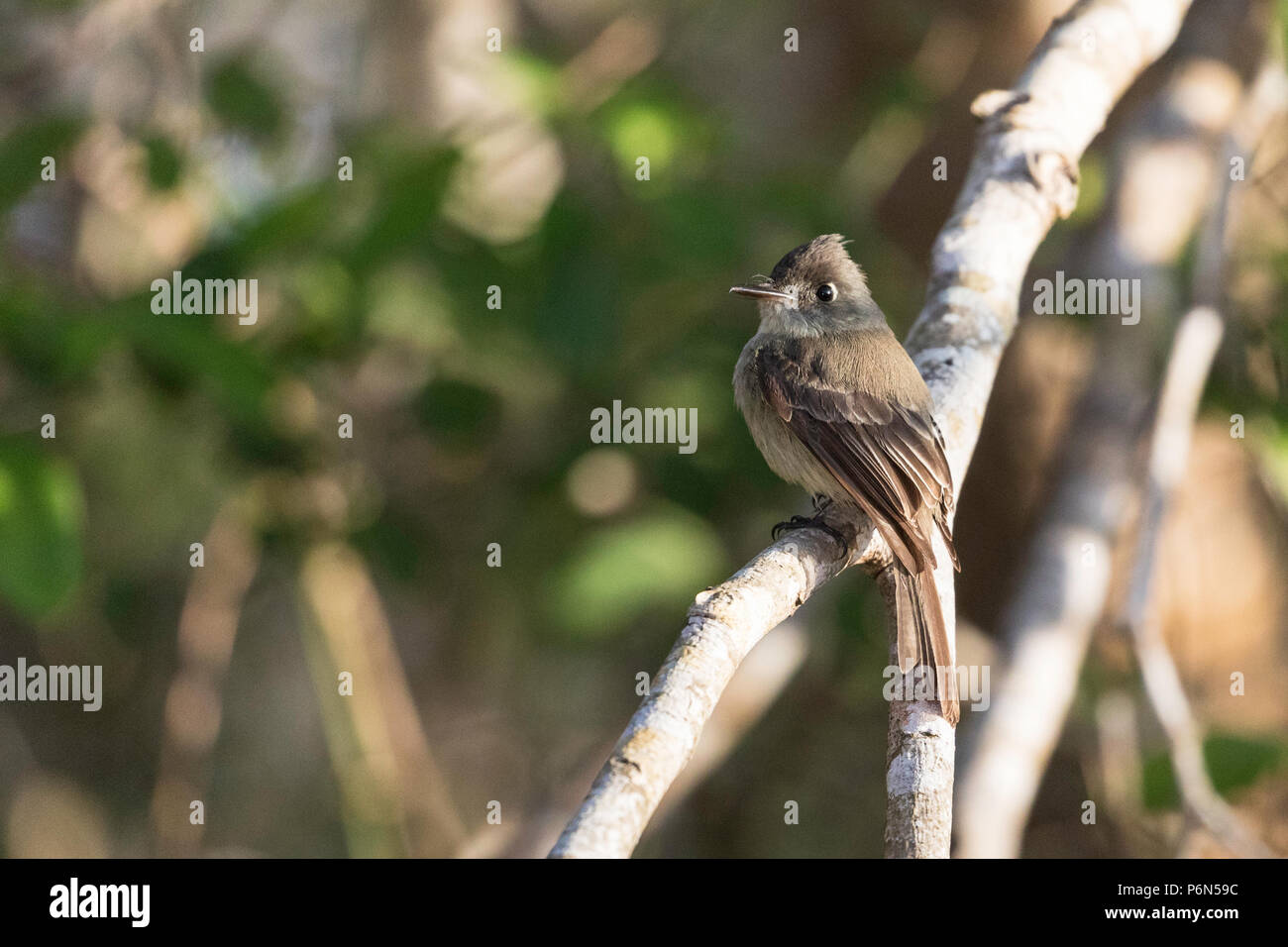 Zapata national park hi-res stock photography and images - Alamy