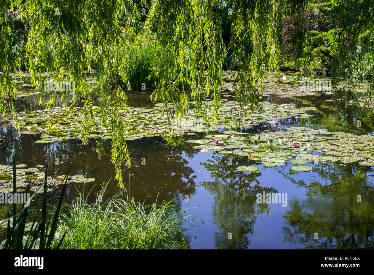The Water Lily Pond in summer, garden at the home of Impressionist ...
