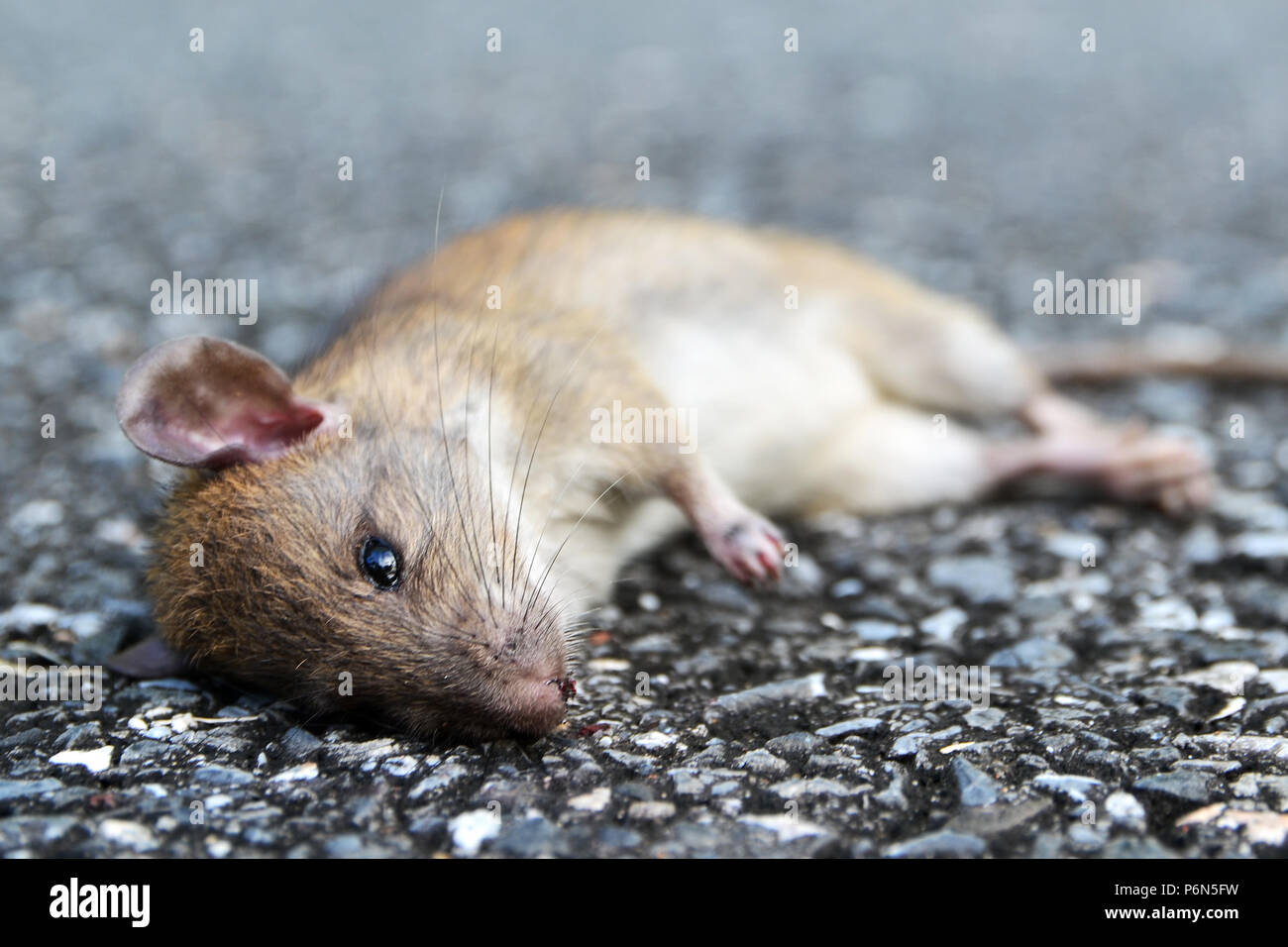 Mouse that has died on the road Stock Photo - Alamy