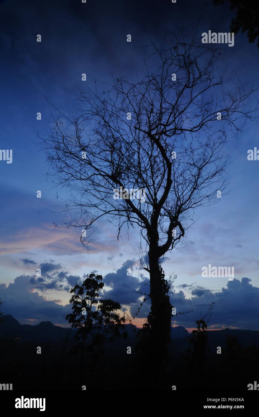 the back tree on blue background Stock Photo - Alamy