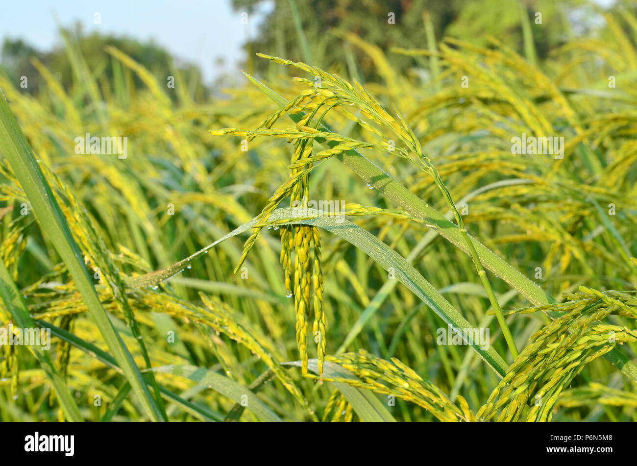 the golden rice Stock Photo - Alamy