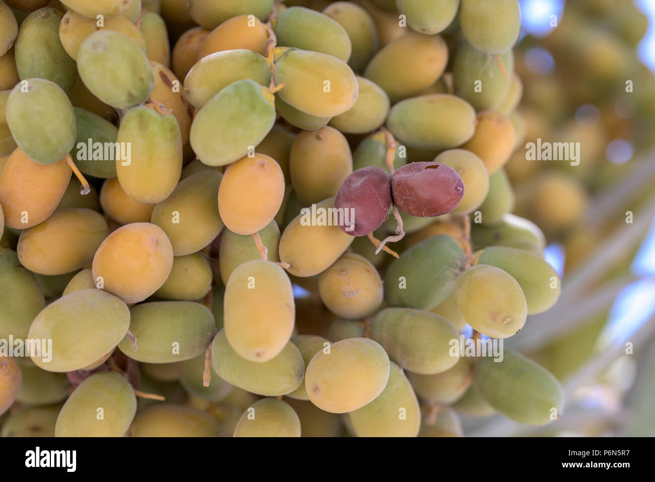 Dates tree hi-res stock photography and images - Alamy