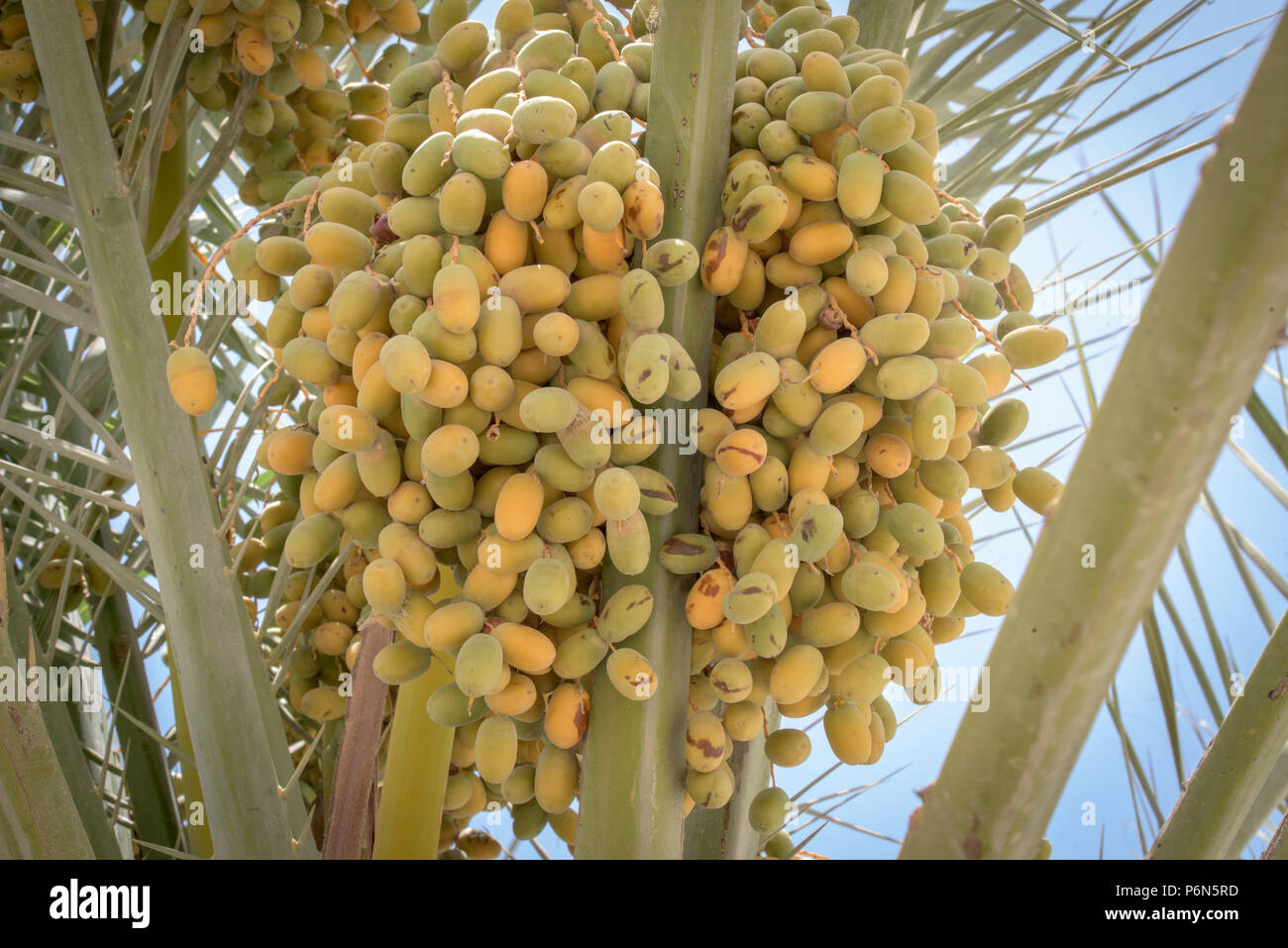 The date palm uae hi-res stock photography and images - Alamy