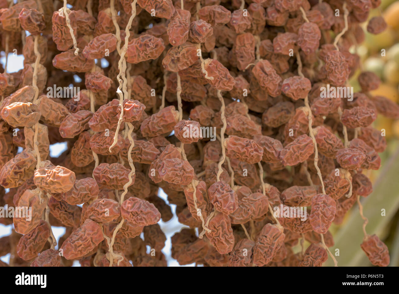 Unripe dates become dry due to hot weather in Abu Dhabi UAE Stock Photo ...