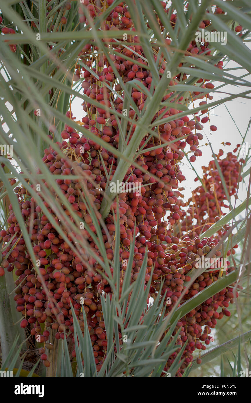 Red dates with tree hi-res stock photography and images - Alamy