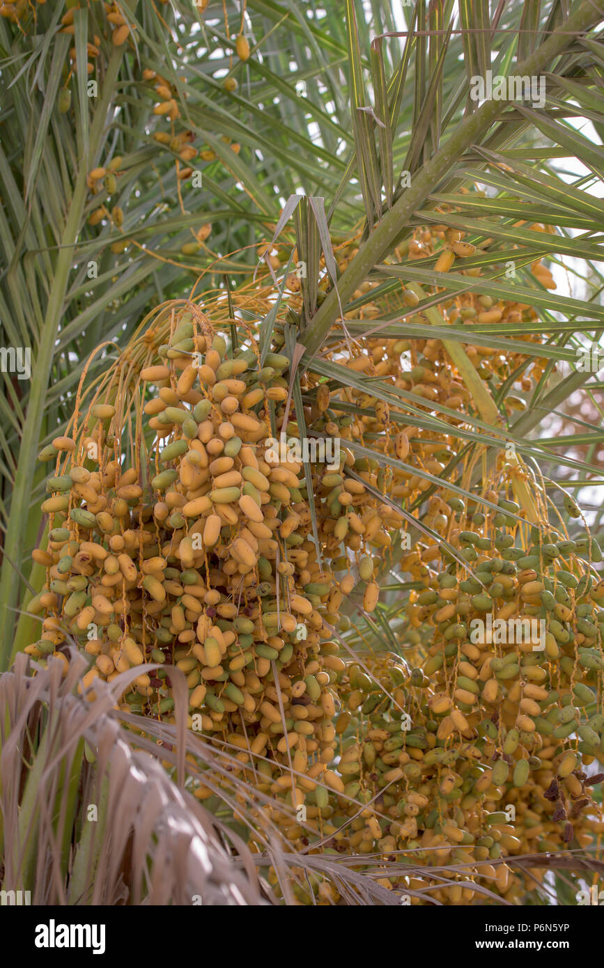 Unripe dates hanging with dates tree in Abu Dhabi, UAE Stock Photo - Alamy