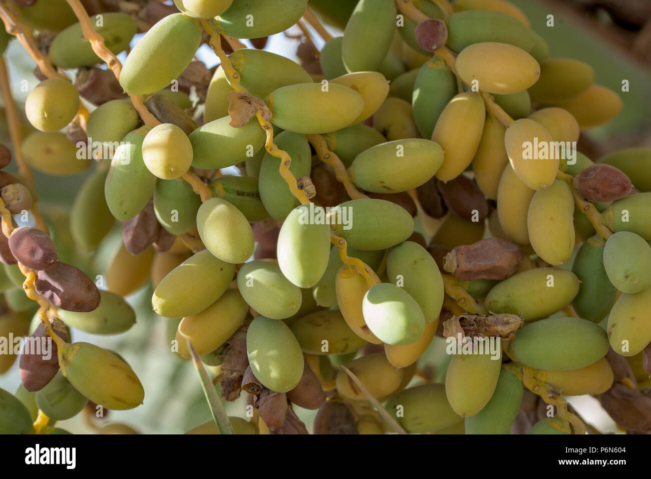 Unripe dates hanging with dates tree in Abu Dhabi, UAE Stock Photo - Alamy