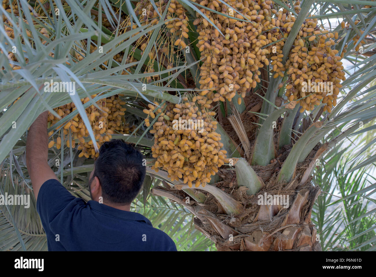 Maroon fruit hi-res stock photography and images - Alamy