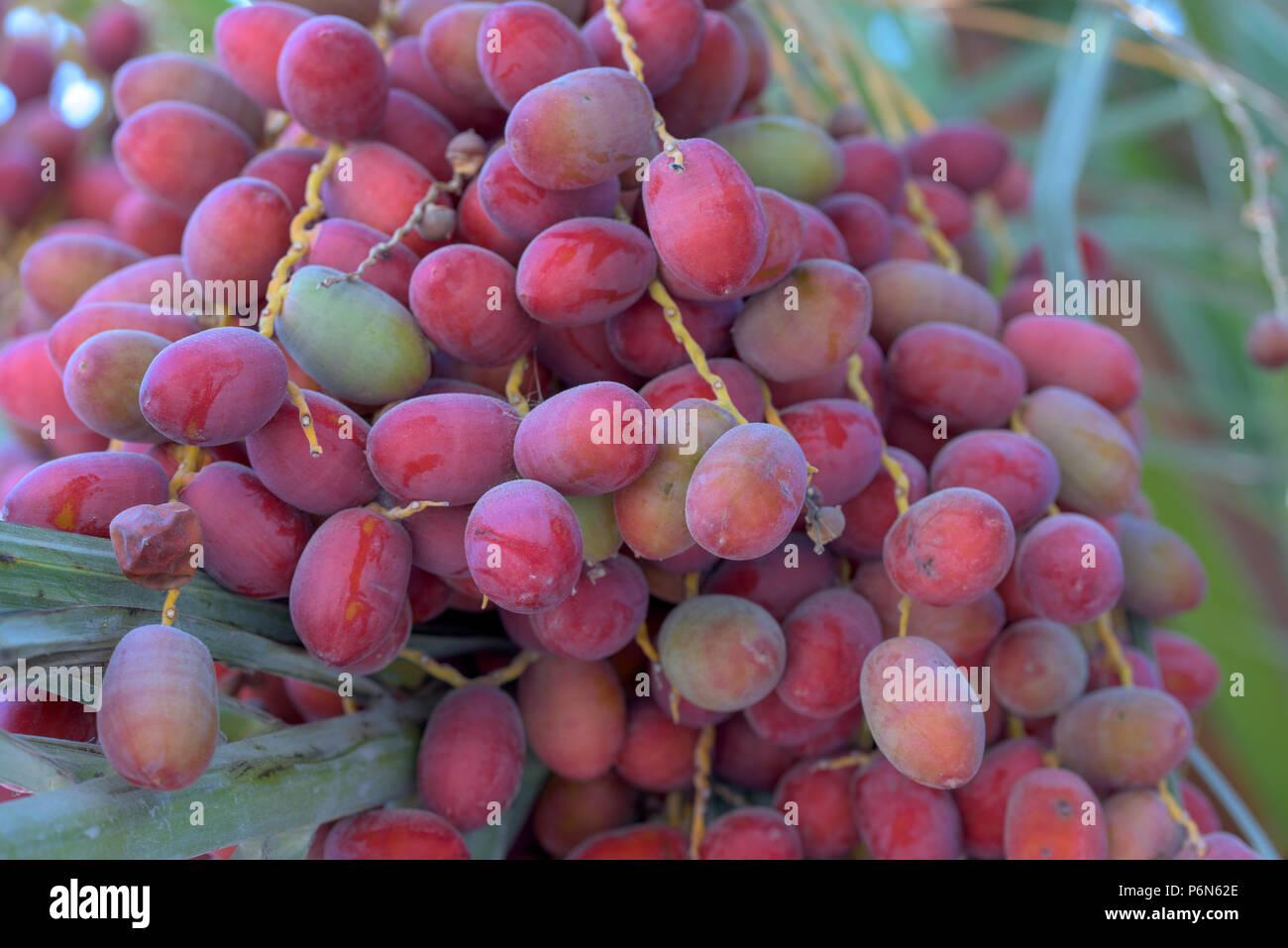 Close up date palm tree dates hi-res stock photography and images - Alamy
