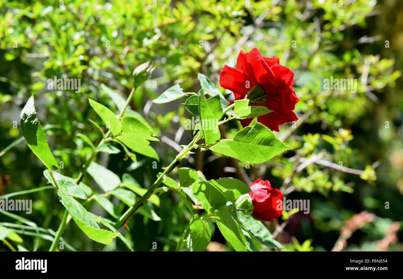 green roses in the greenery Stock Photo - Alamy