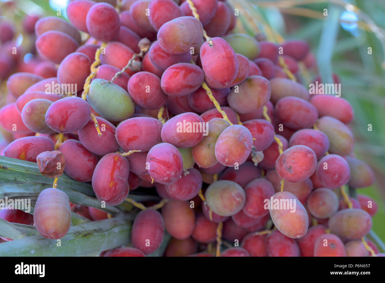 Maroon fruit hi-res stock photography and images - Alamy
