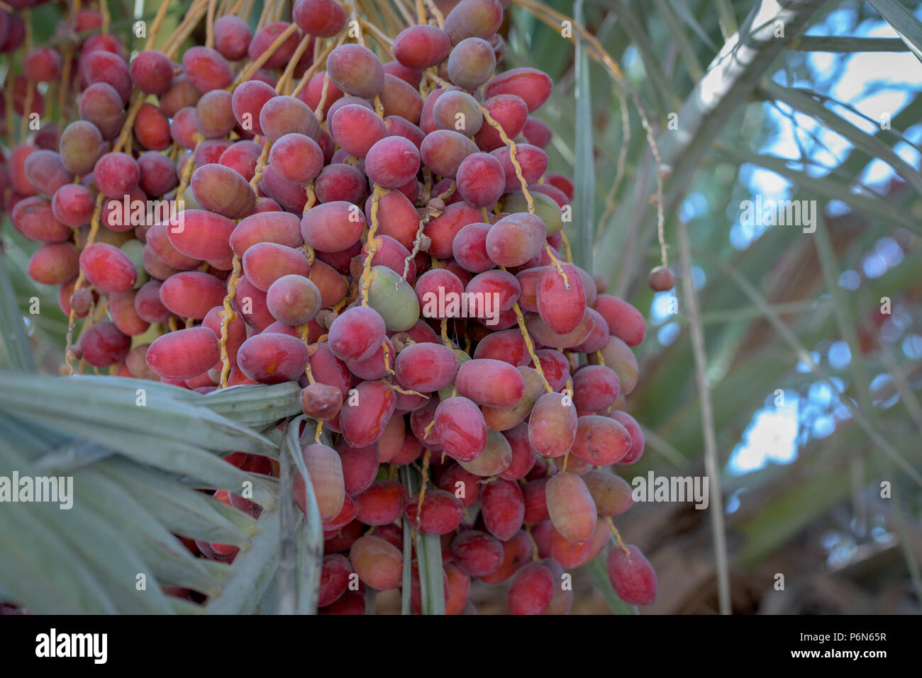 Maroon fruit hi-res stock photography and images - Alamy