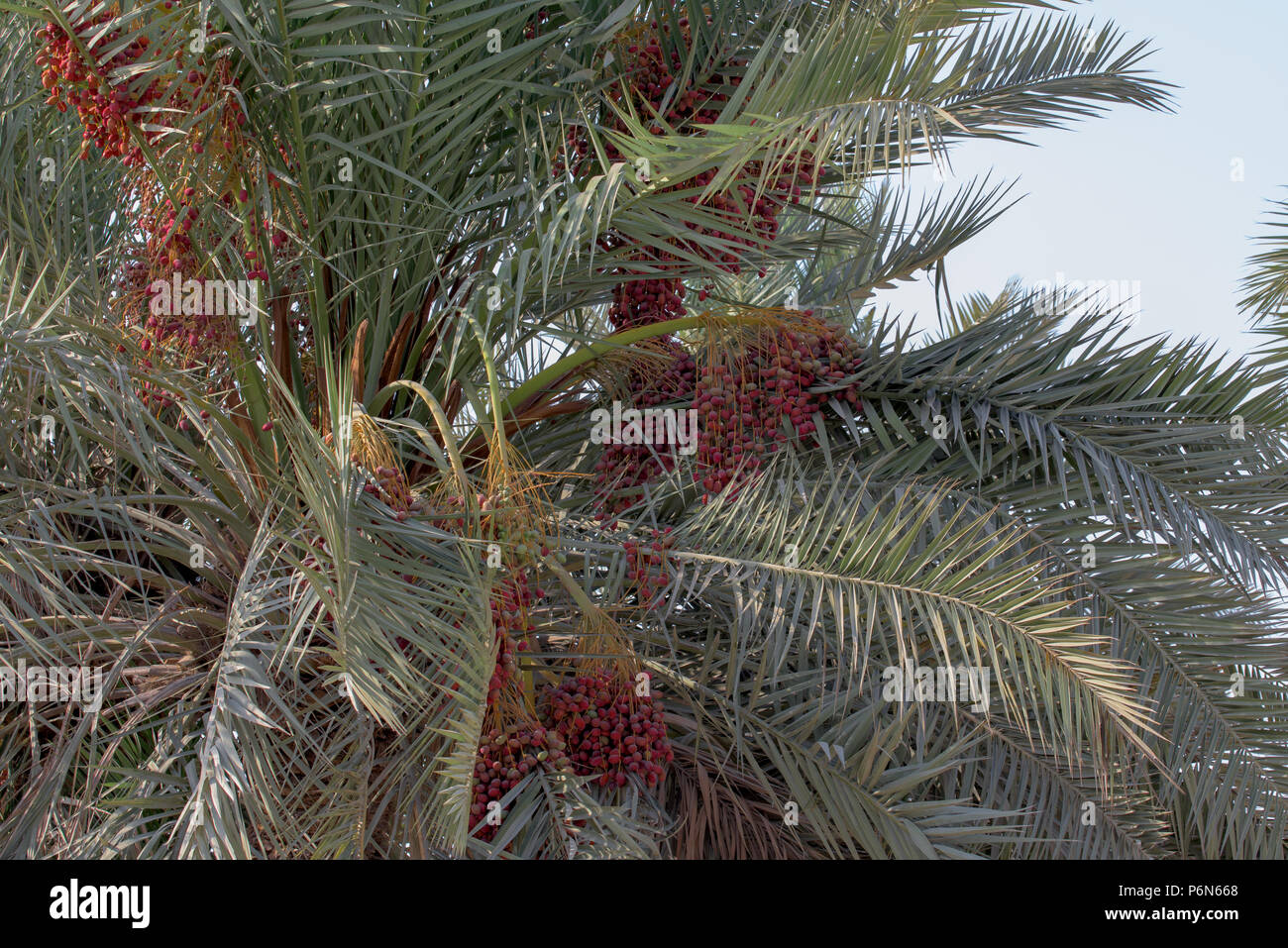 Unripe dates in red color with daes tree in Abu Dhabi, UAE Stock Photo ...