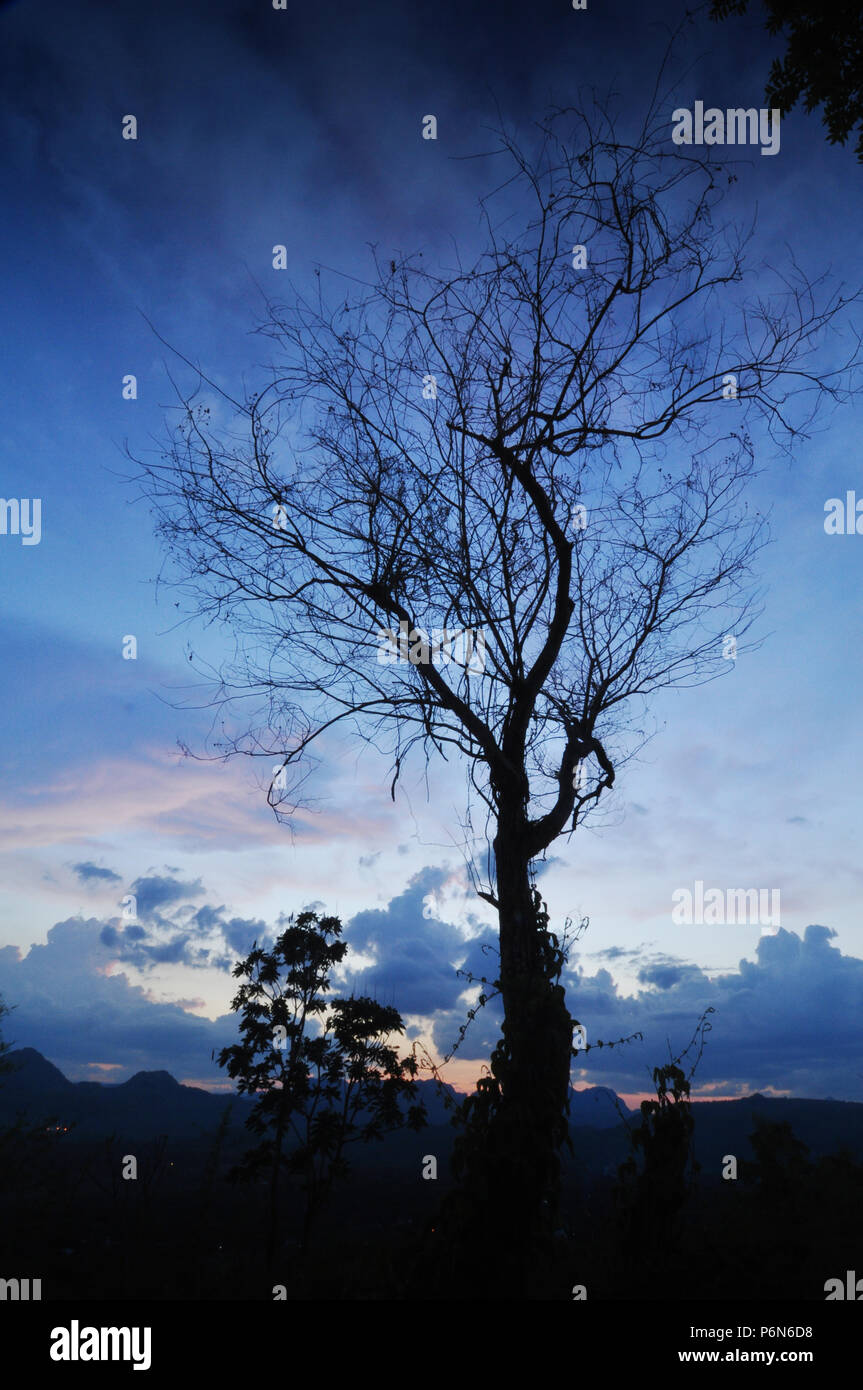 the back tree on blue background Stock Photo - Alamy