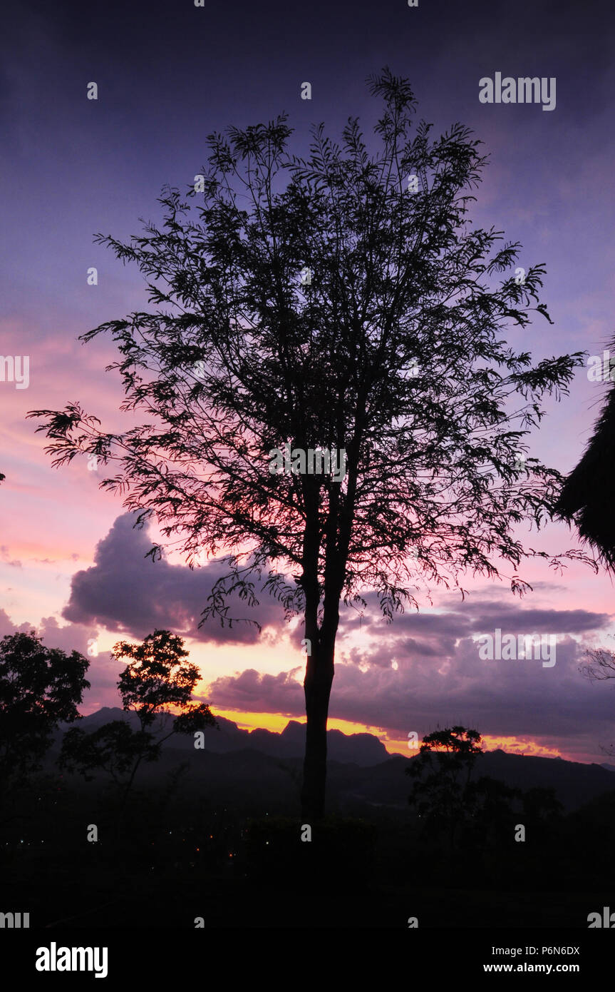 the back tree on sky Stock Photo - Alamy