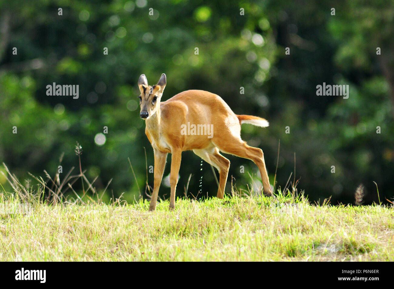 Barking deer tail hi-res stock photography and images - Alamy