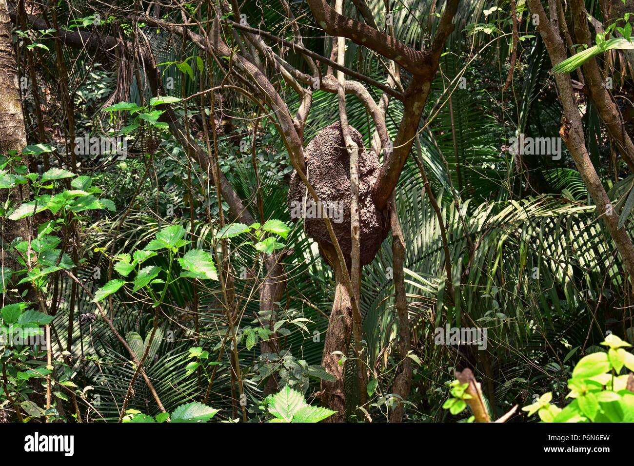 Arboreal (in tree) aerial termite nest in El Eden, Puerto Vallarta ...