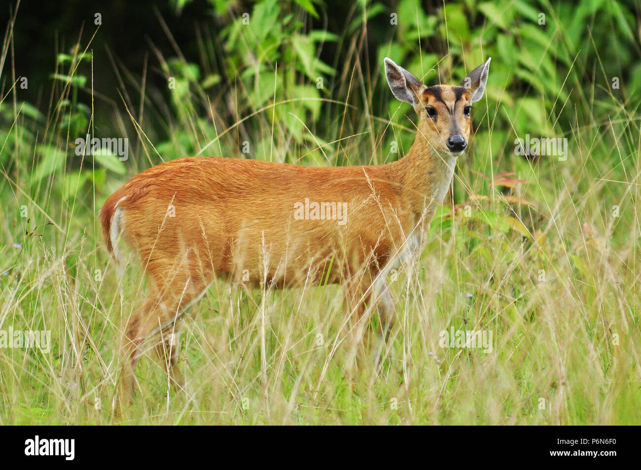 Barking deer tail hi-res stock photography and images - Alamy
