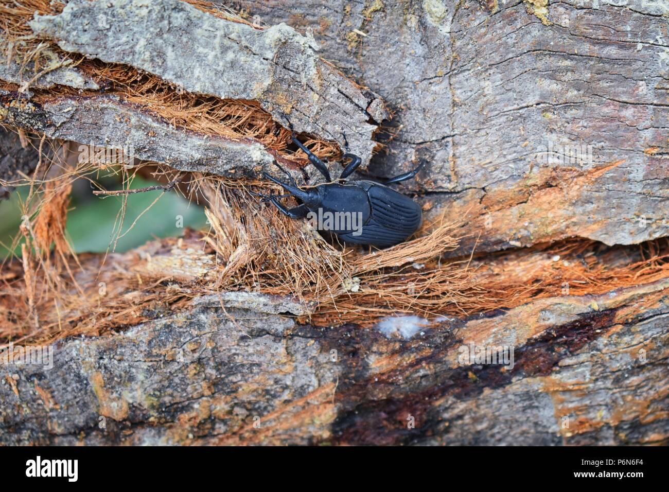 Big Black Beetle crawling on rotting log in El Eden, Puerto Vallarta ...