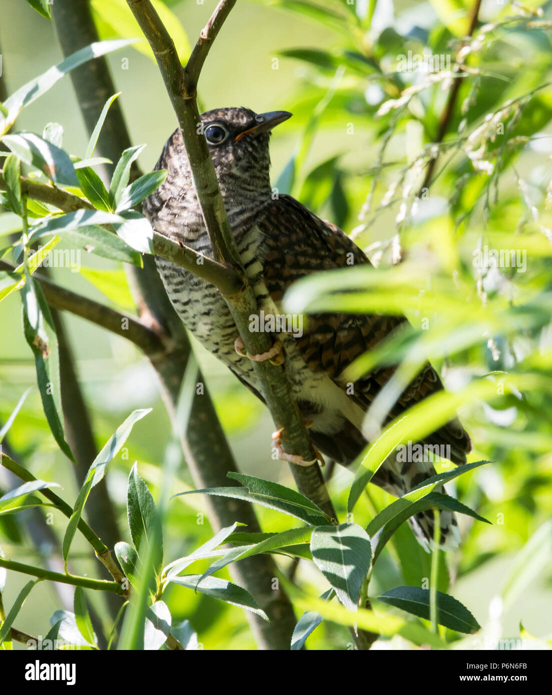 Juvenile cuckoo hi-res stock photography and images - Alamy
