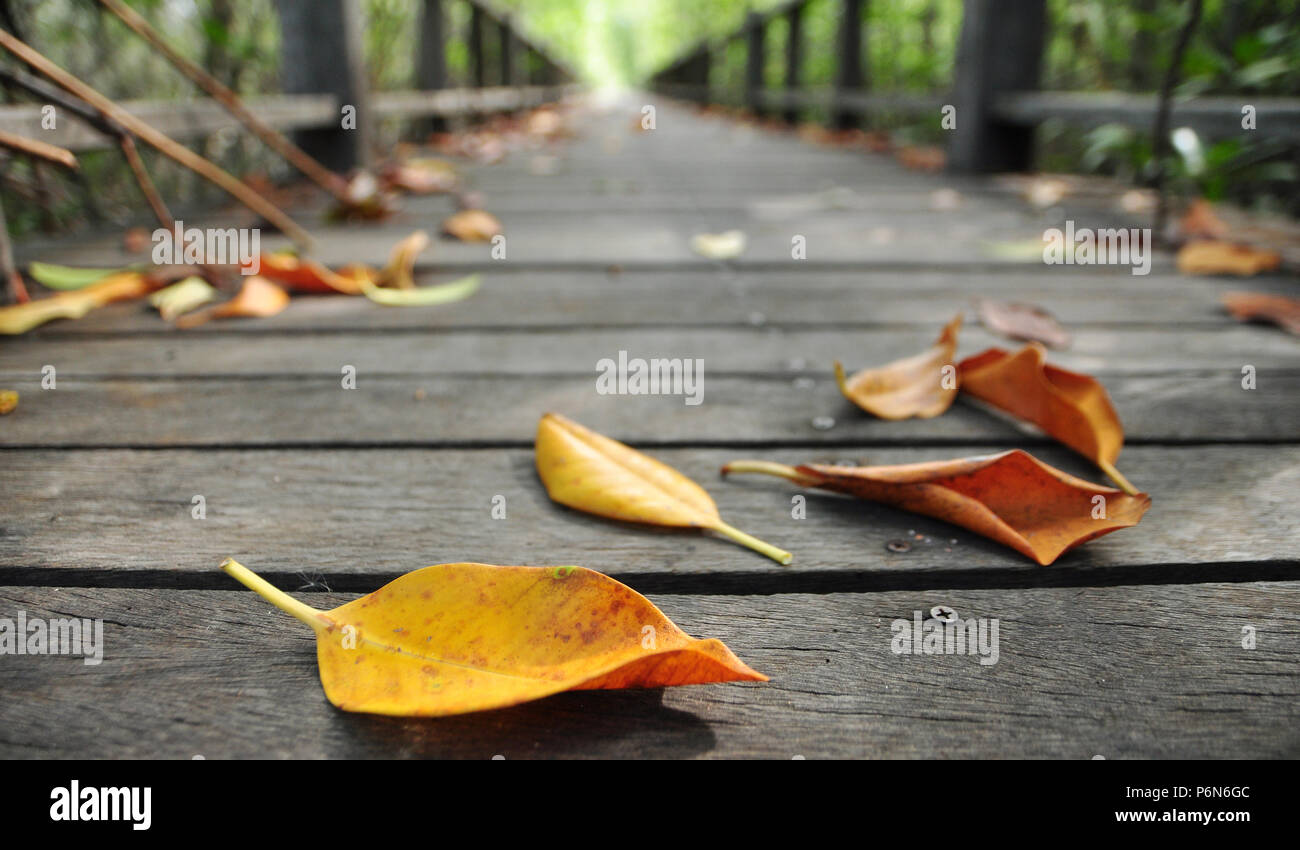 Wood boards along the streams Stock Photo - Alamy