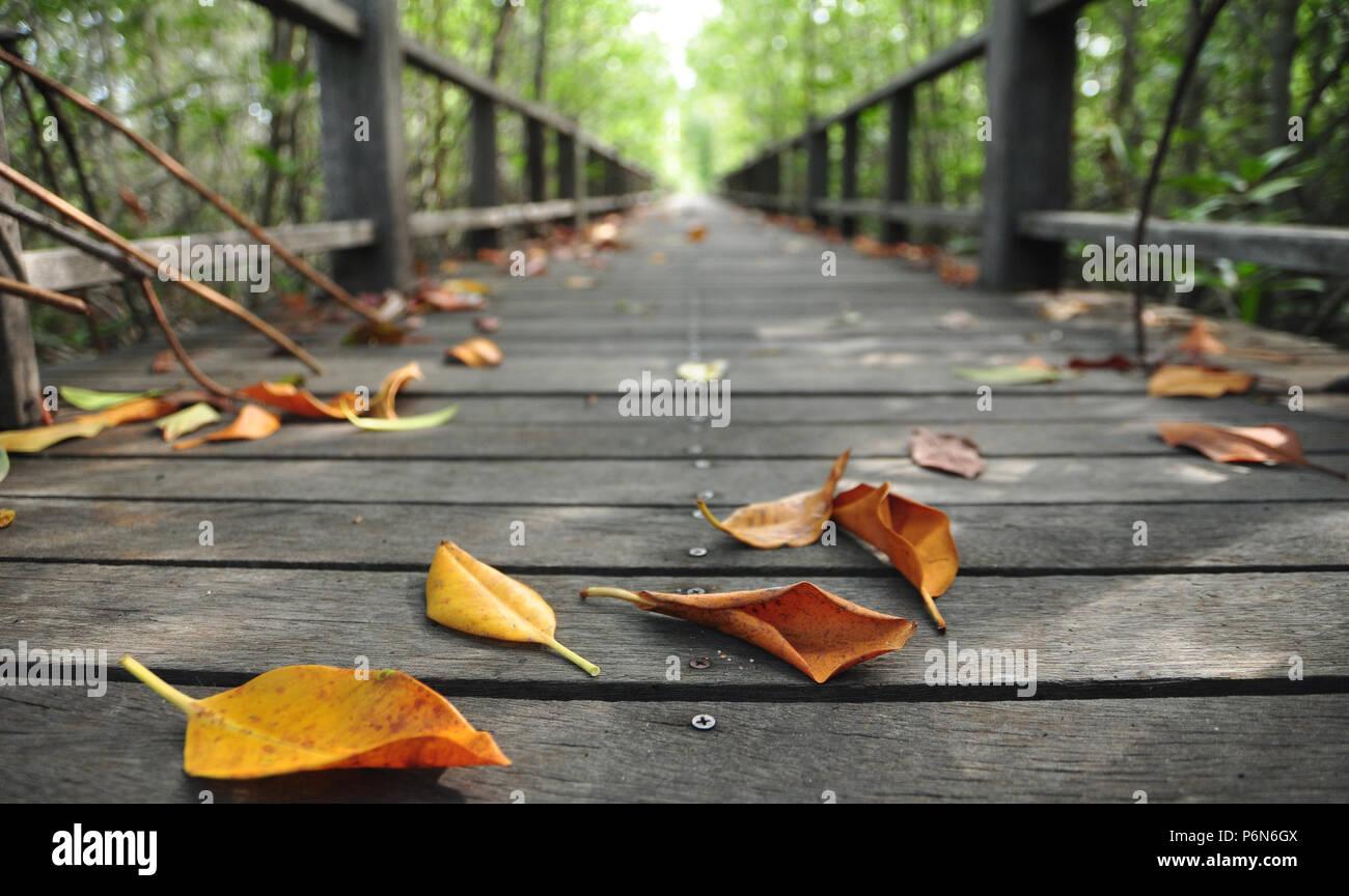 Wood boards along the streams Stock Photo - Alamy