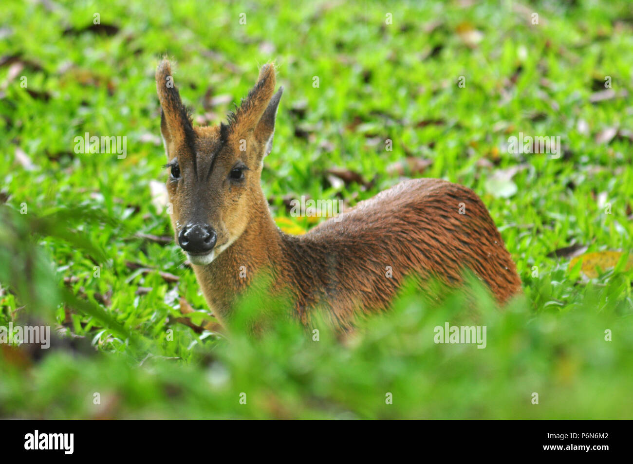 Barking deer tail hi-res stock photography and images - Alamy